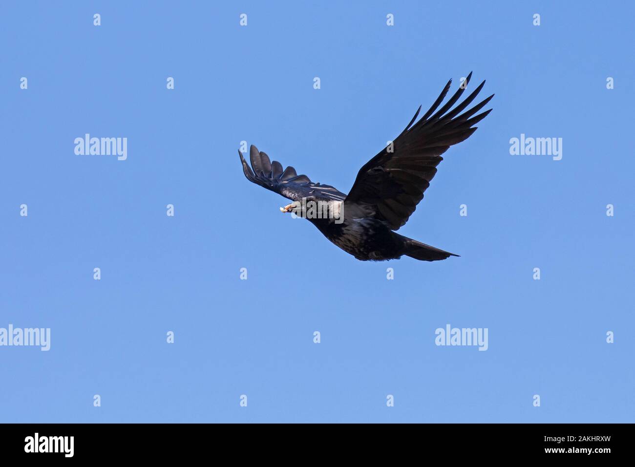 Hooded crow scotland hi-res stock photography and images - Alamy