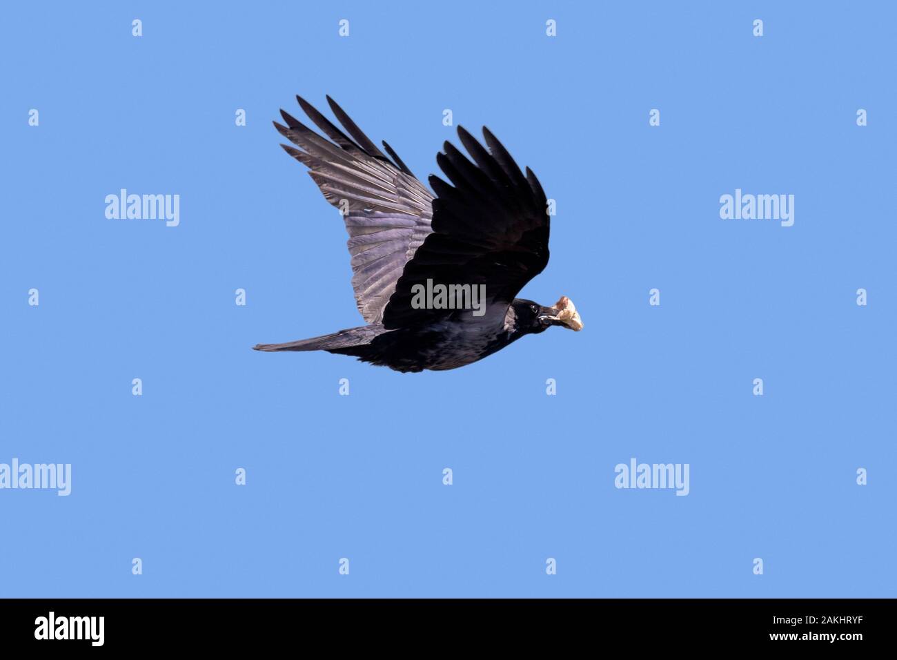 Hooded crow scotland hi-res stock photography and images - Alamy