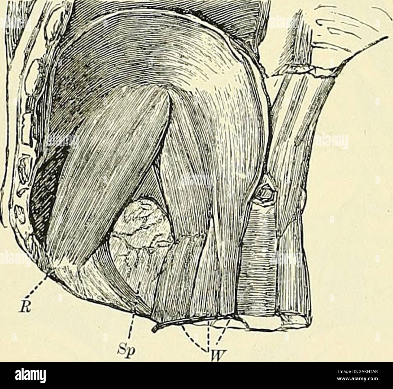 Epigastric region hi-res stock photography and images - Alamy