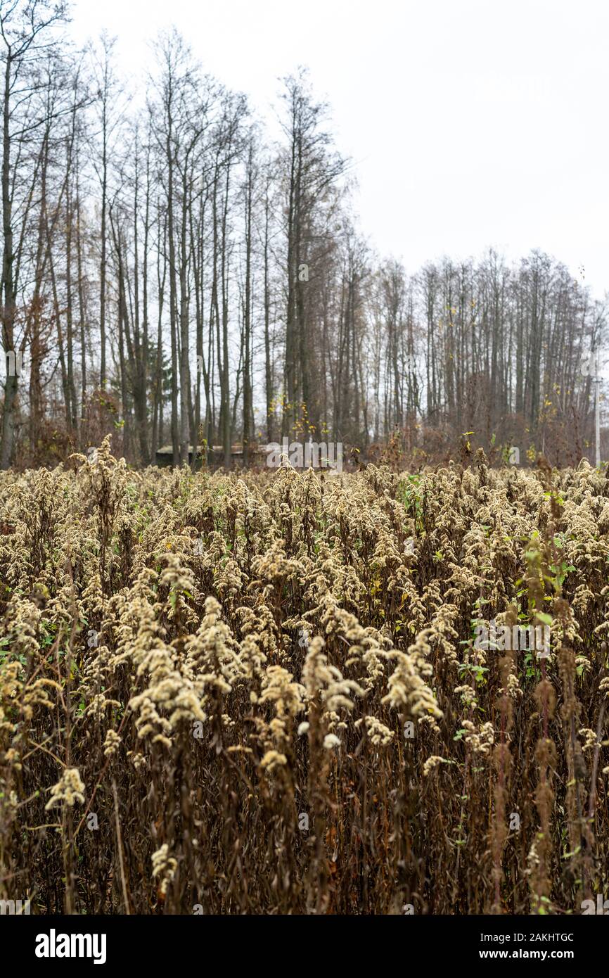 Late fall gloomy plants in trees in Gomel Belarus Stock Photo - Alamy
