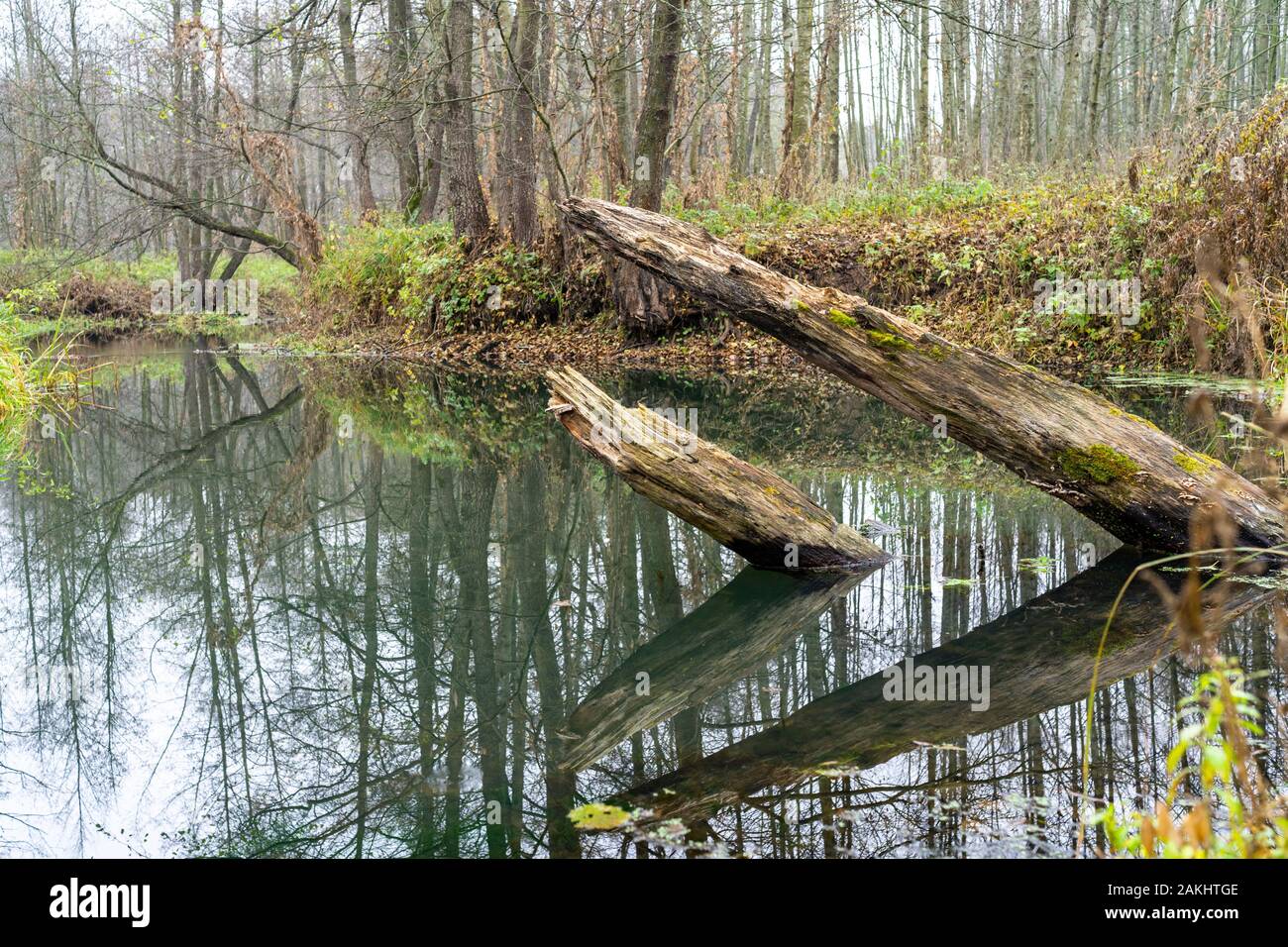 Tree stumps sticking out of the green fall time river in Belarus Stock ...