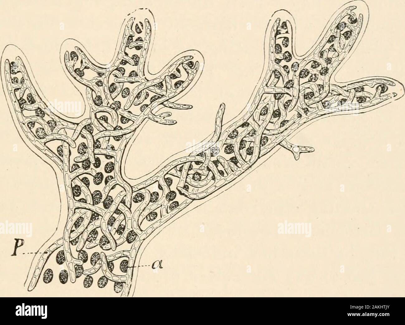 Capable of asexual reproduction hi-res stock photography and images - Alamy