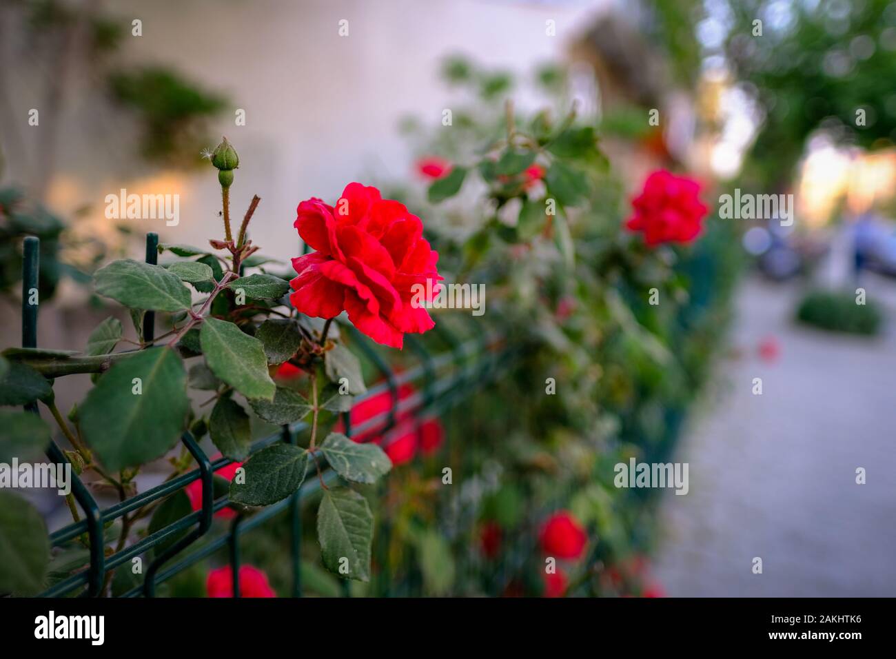 Red climbing rose hi-res stock photography and images - Alamy
