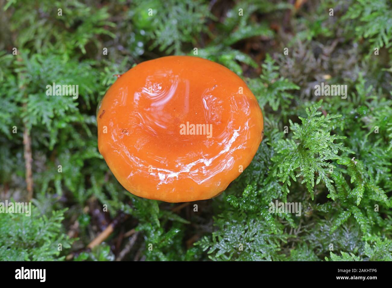 Lactarius aurantiacus, known as orange milkcap or orange milk-cap, wild ...