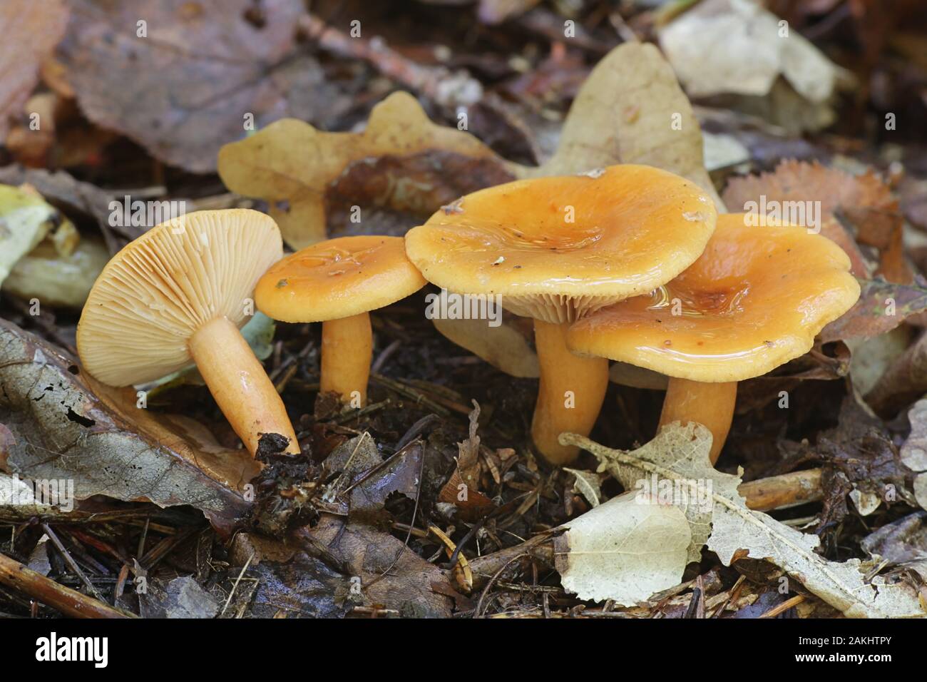 Lactarius aurantiacus, known as orange milkcap or orange milk-cap ...