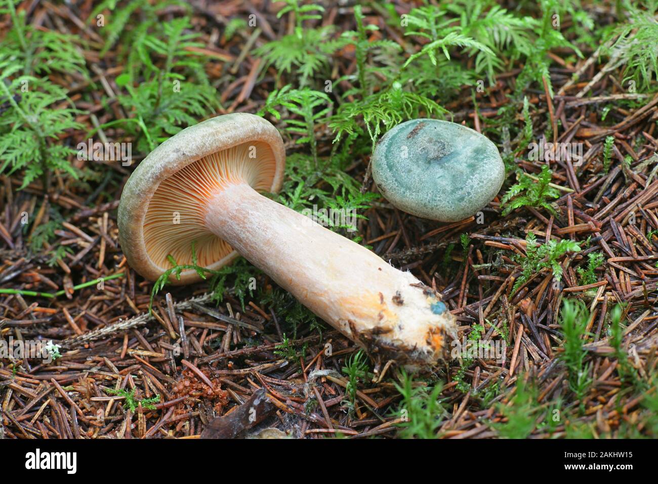 Lactarius fennoscandicus, known as false saffron milkcap or orange ...
