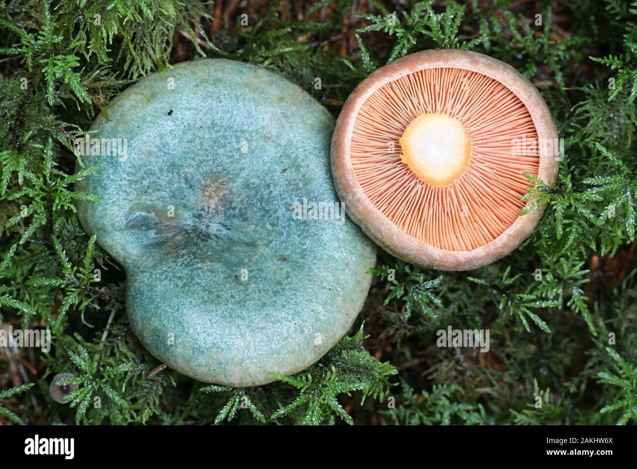 Lactarius fennoscandicus, known as false saffron milkcap or orange ...