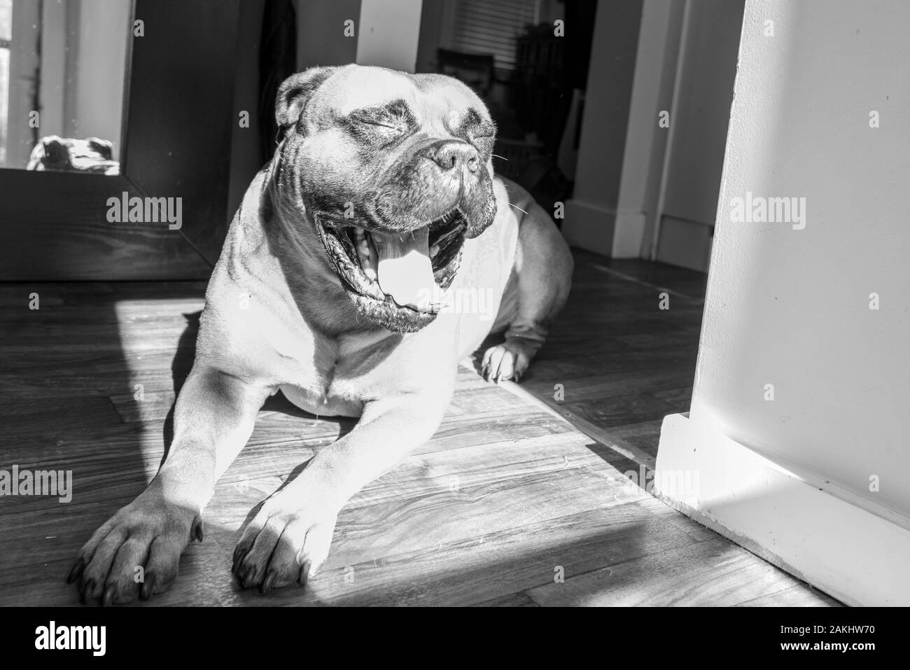 Bull Mastiff dog, a king in his castle. (Scientific name: Canis lupus ...