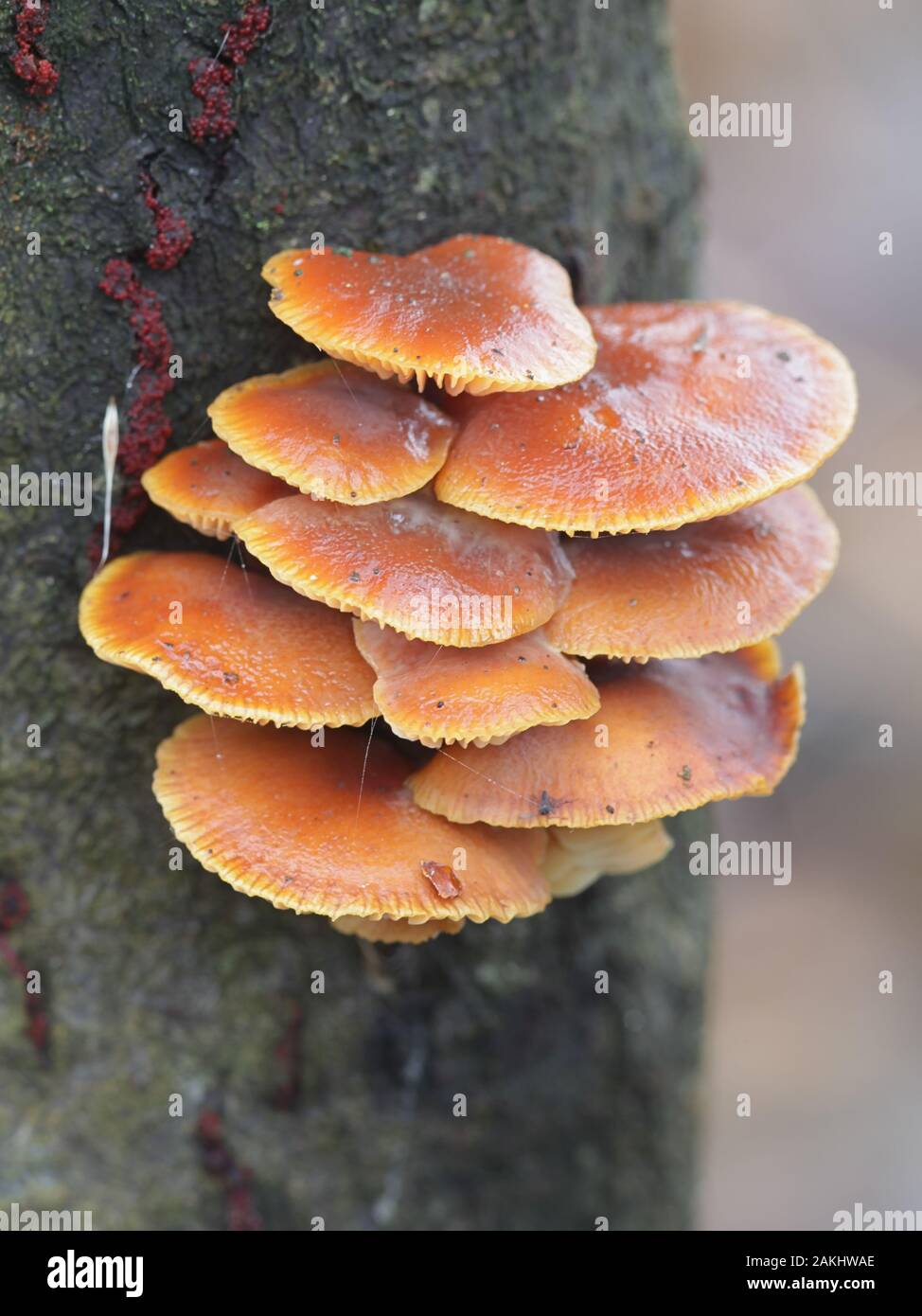 Flammulina velutipes, known as enokitake, futu, seafood mushrooms ...
