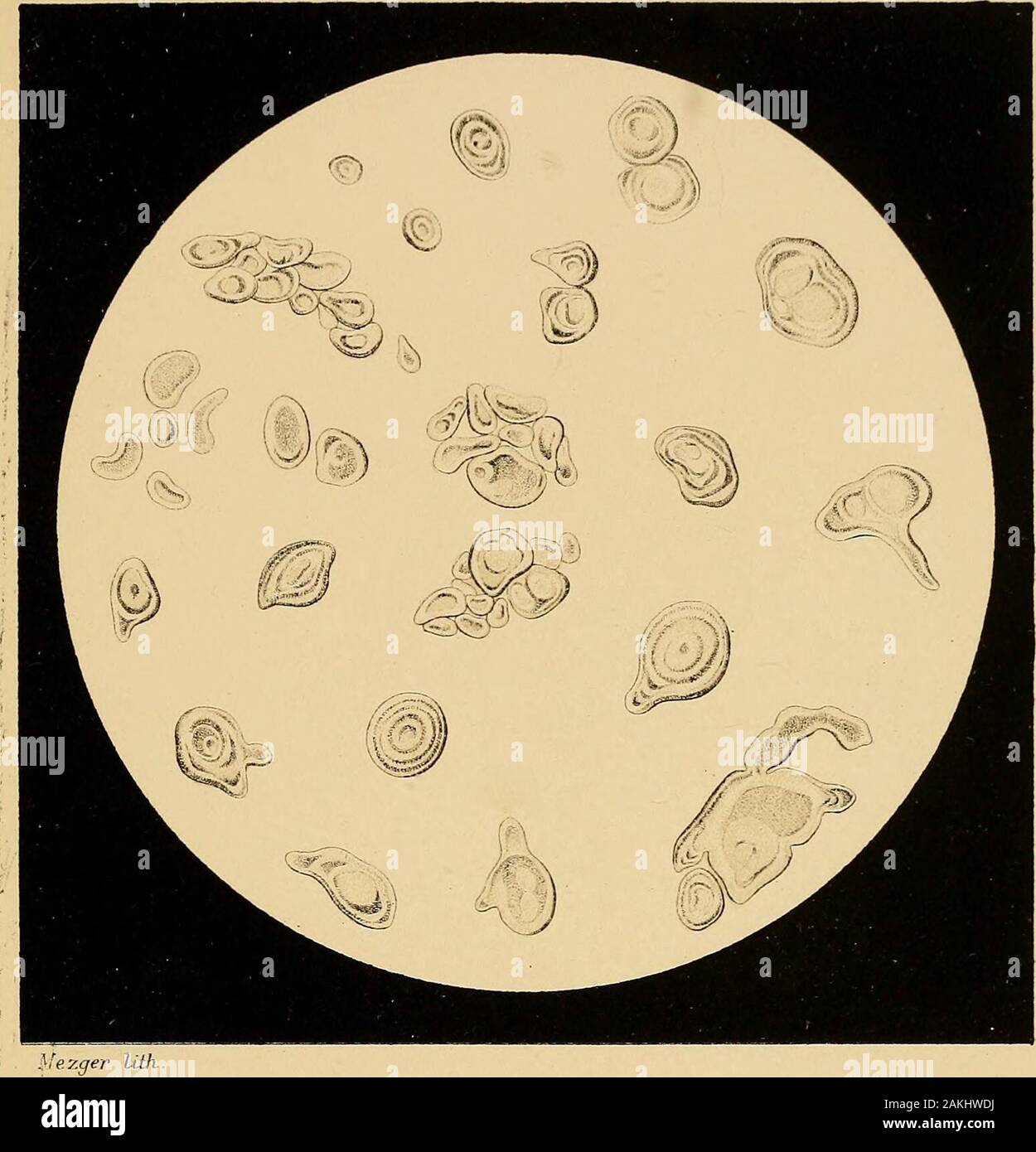 Alveolar epithelium High Resolution Stock Photography and Images - Alamy