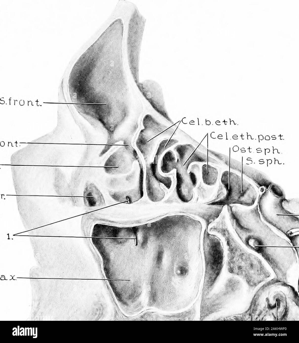Development and anatomy of the nasal accessory sinuses in man ...