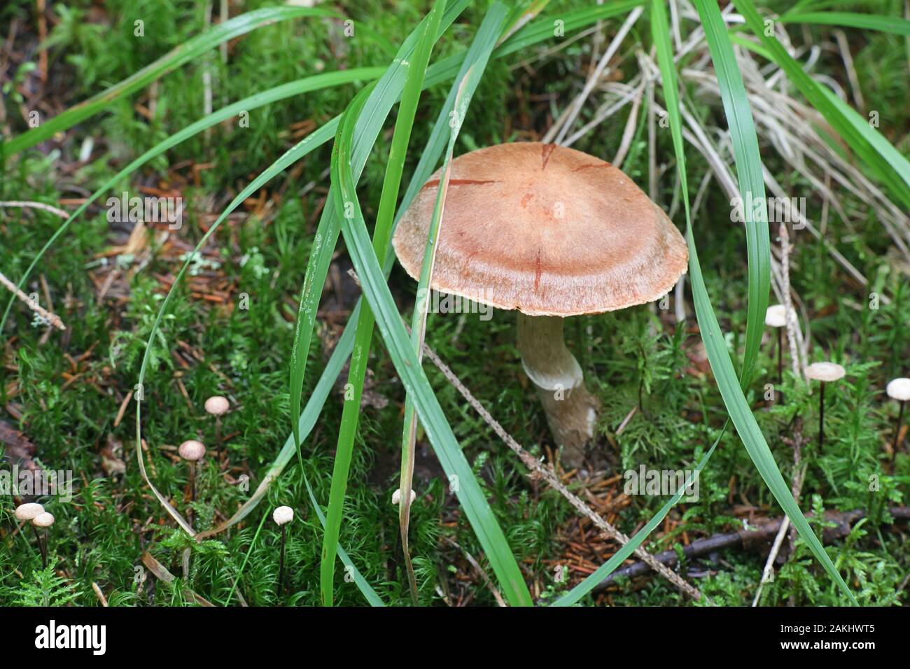 Cortinarius laniger, known as woolly webcap, mushrooms from Finland ...