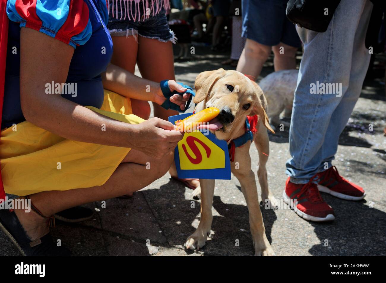 South America, Brazil – February 23, 2019: Wearing costumes the dogs ...