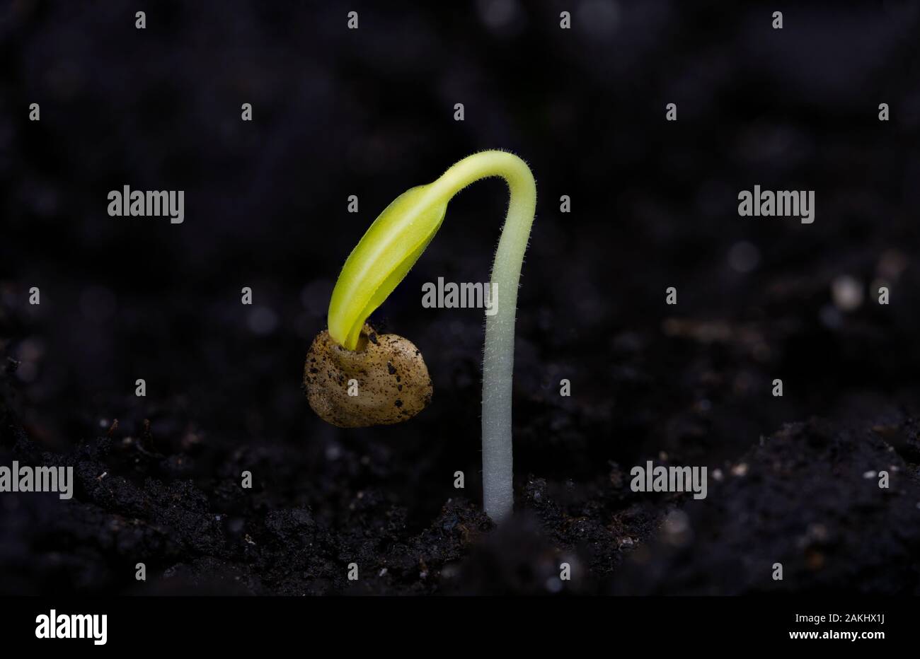 Carolina Reaper Chili Pepper (Capsicum Chinense) seedling. Sprouting ...