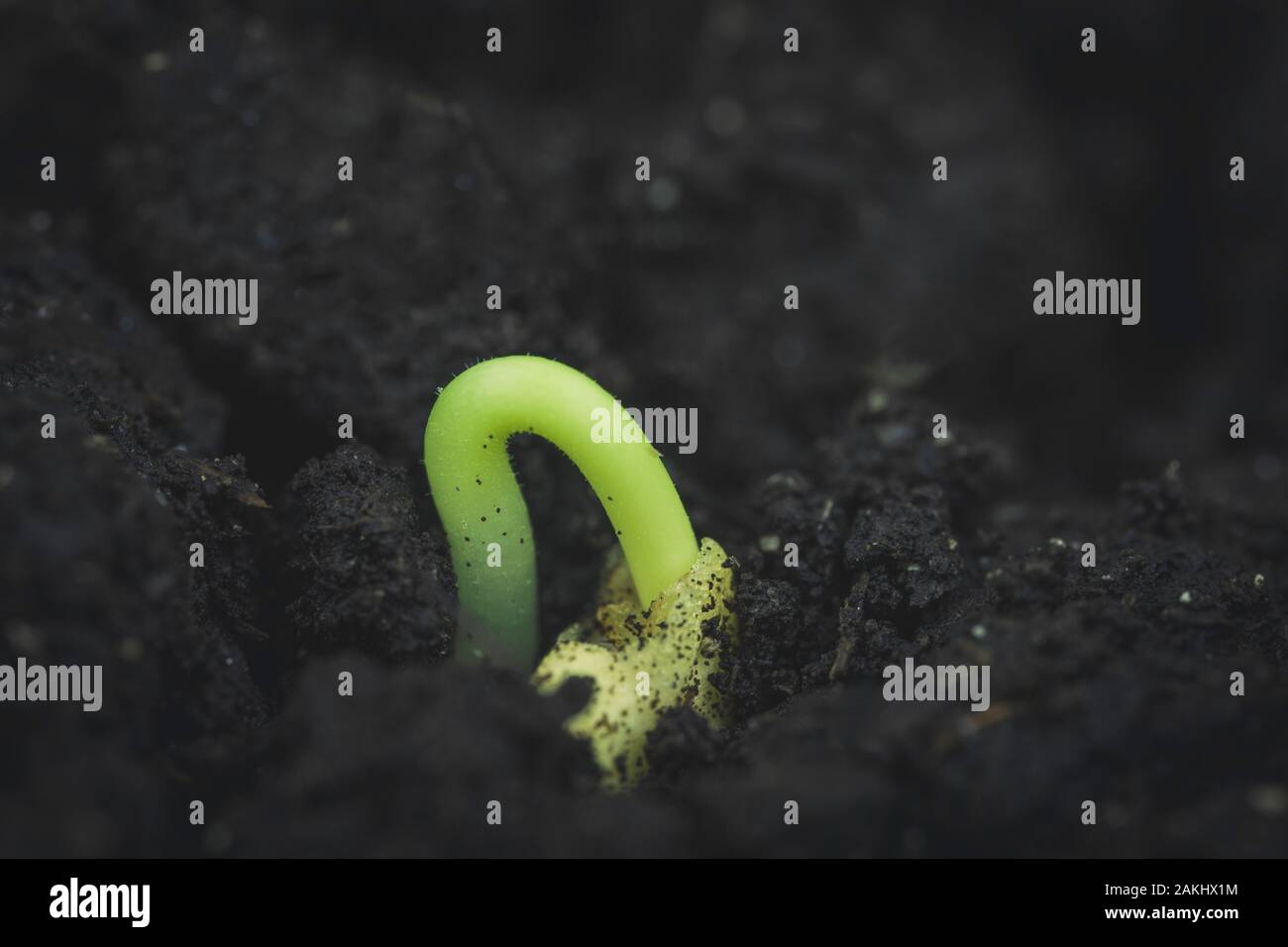 Carolina Reaper Chili Pepper (Capsicum Chinense) seedling. Sprouting ...