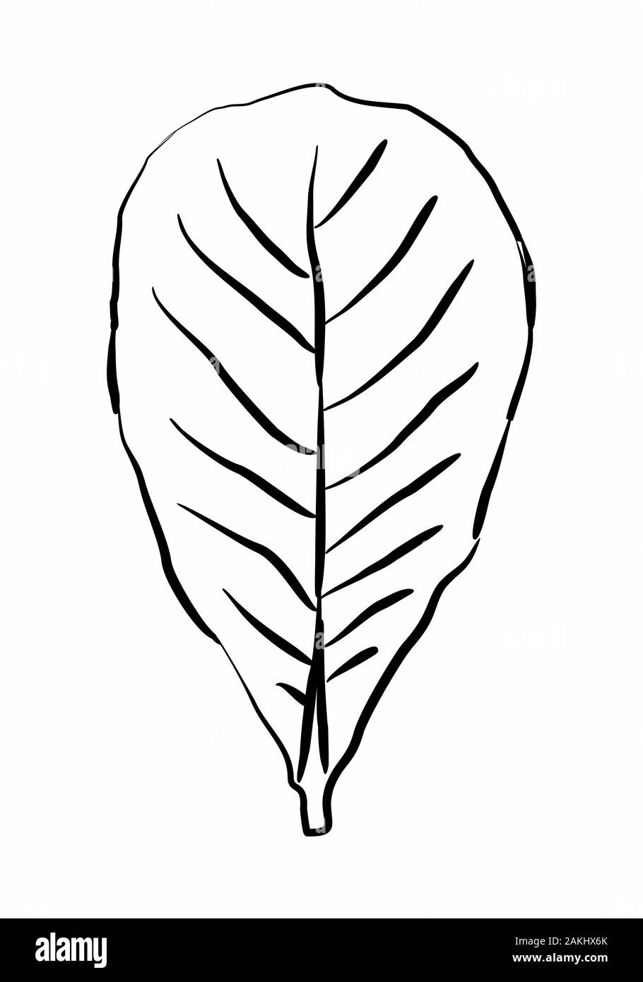 Vector illustration decor natural Black and White Stock Photos & Images ...