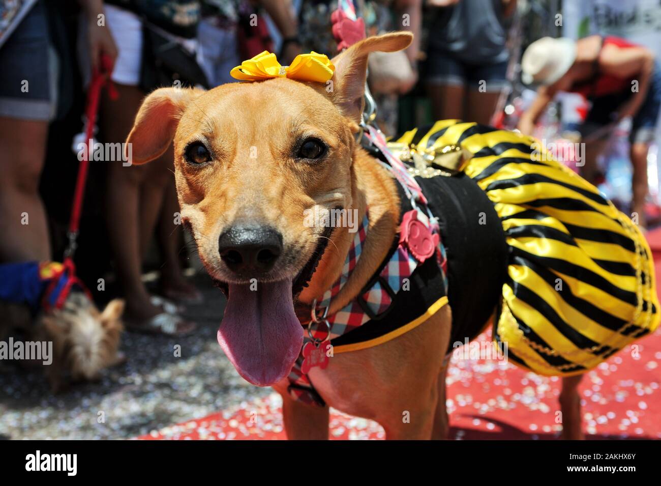 South America, Brazil – February 23, 2019: A fancy dressed dog takes ...