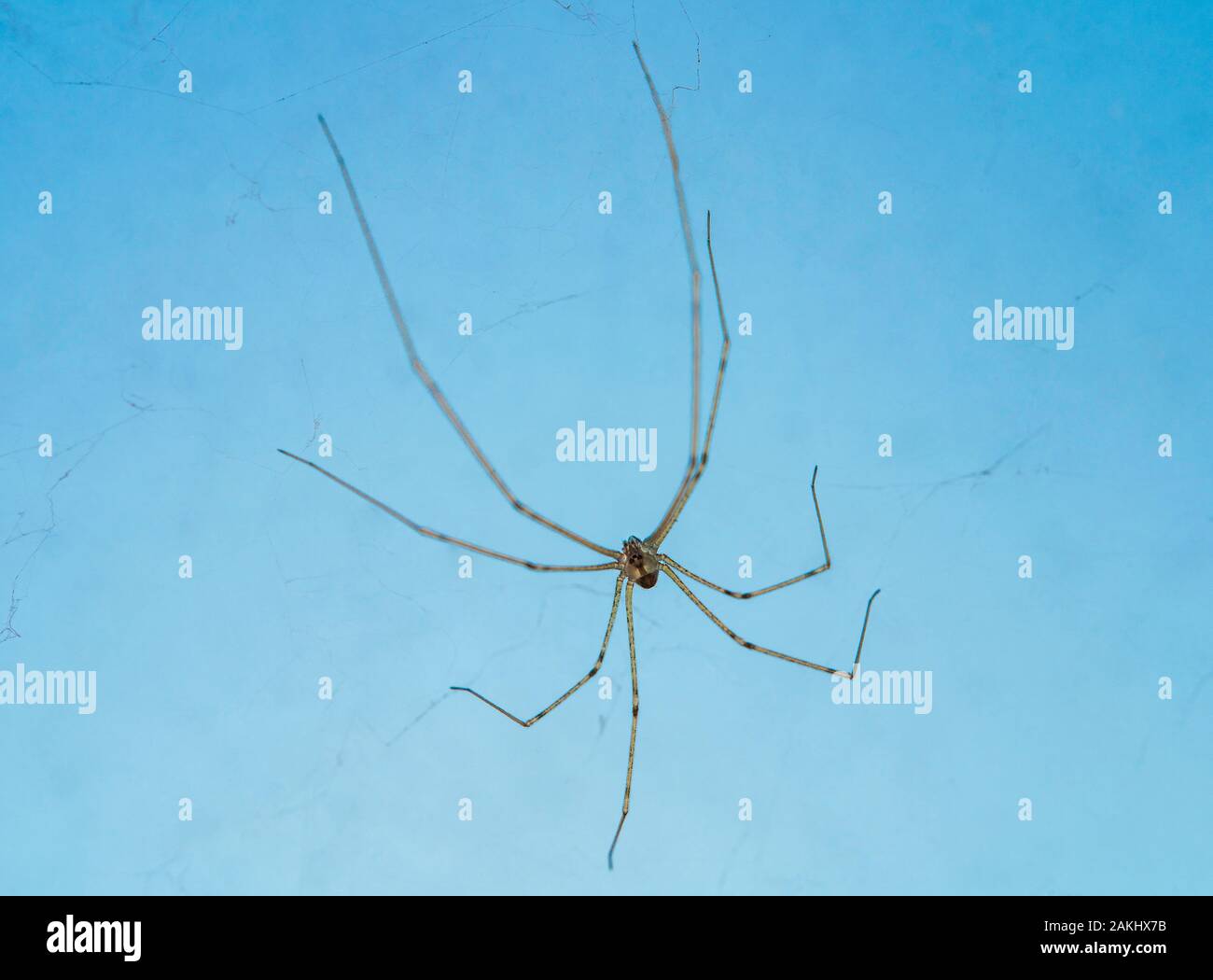 Macro photo of daddy long legs spider (Phalangium opilio). The spider ...