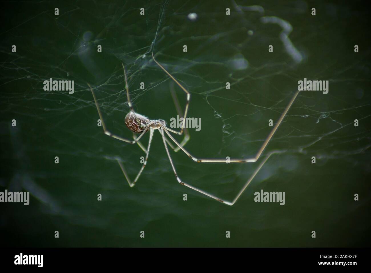 Macro photo of daddy long legs spider or longbodied cellar spider ...