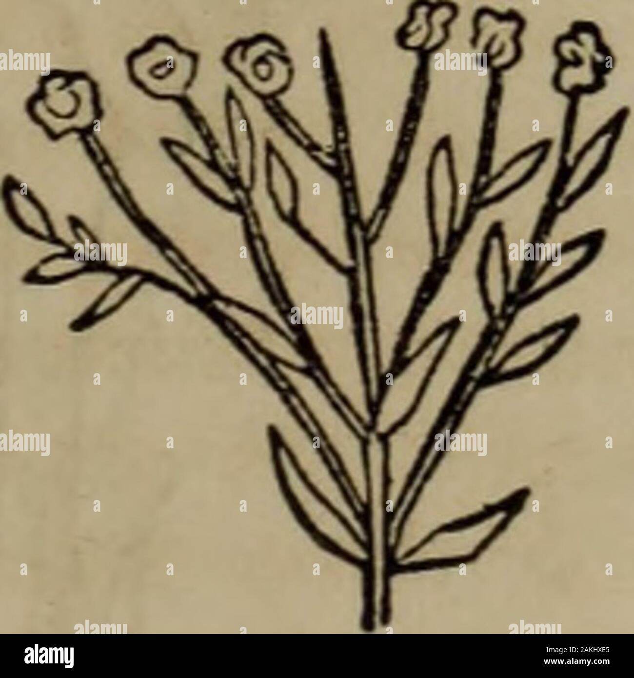 Botany of the Southern states . nate and indeter-minate arrangements ...