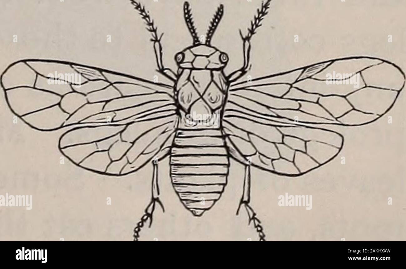 Pigeon tremex hi-res stock photography and images - Alamy