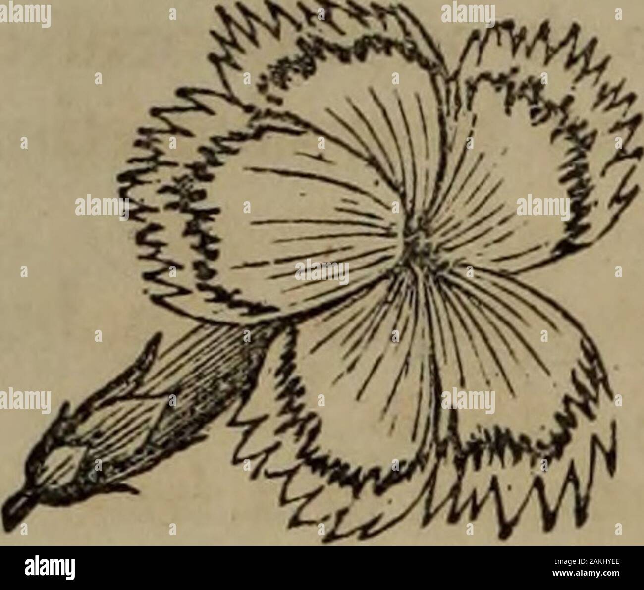 Botany of the Southern states . he different forms of the poly-petalous ...