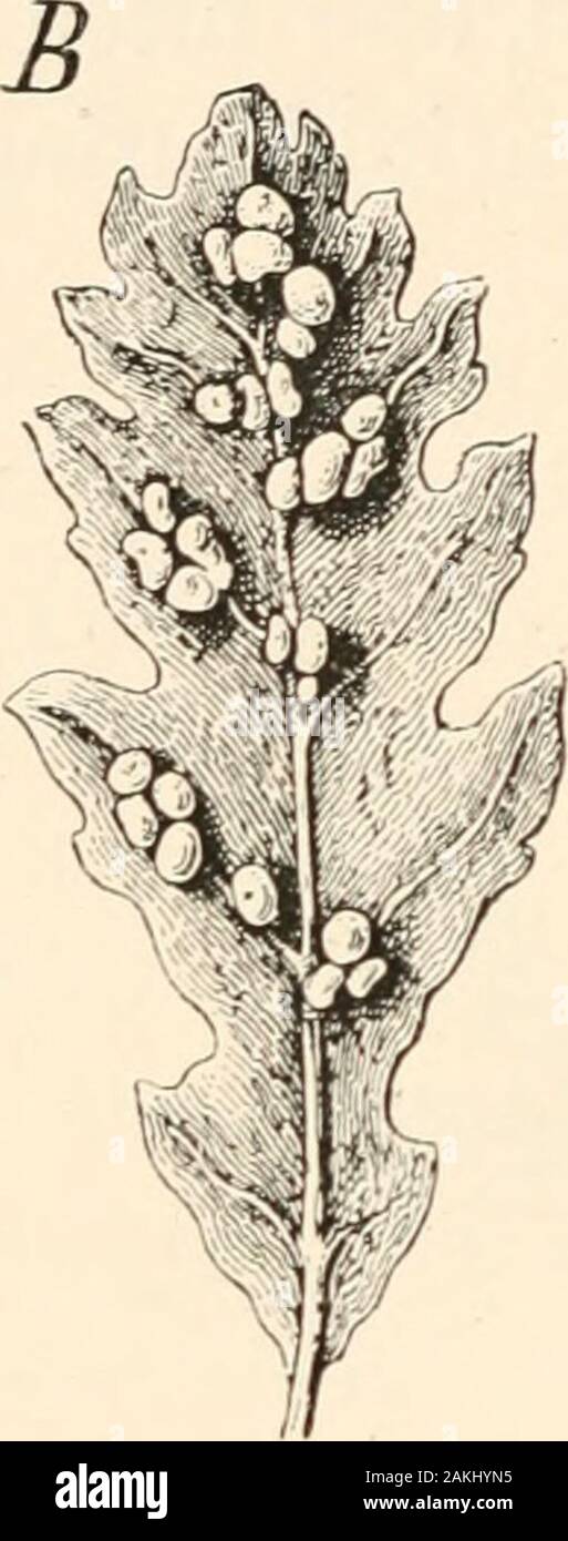 The evolution theory . FiG. 125. The two kinds ofGalls formed by the ...
