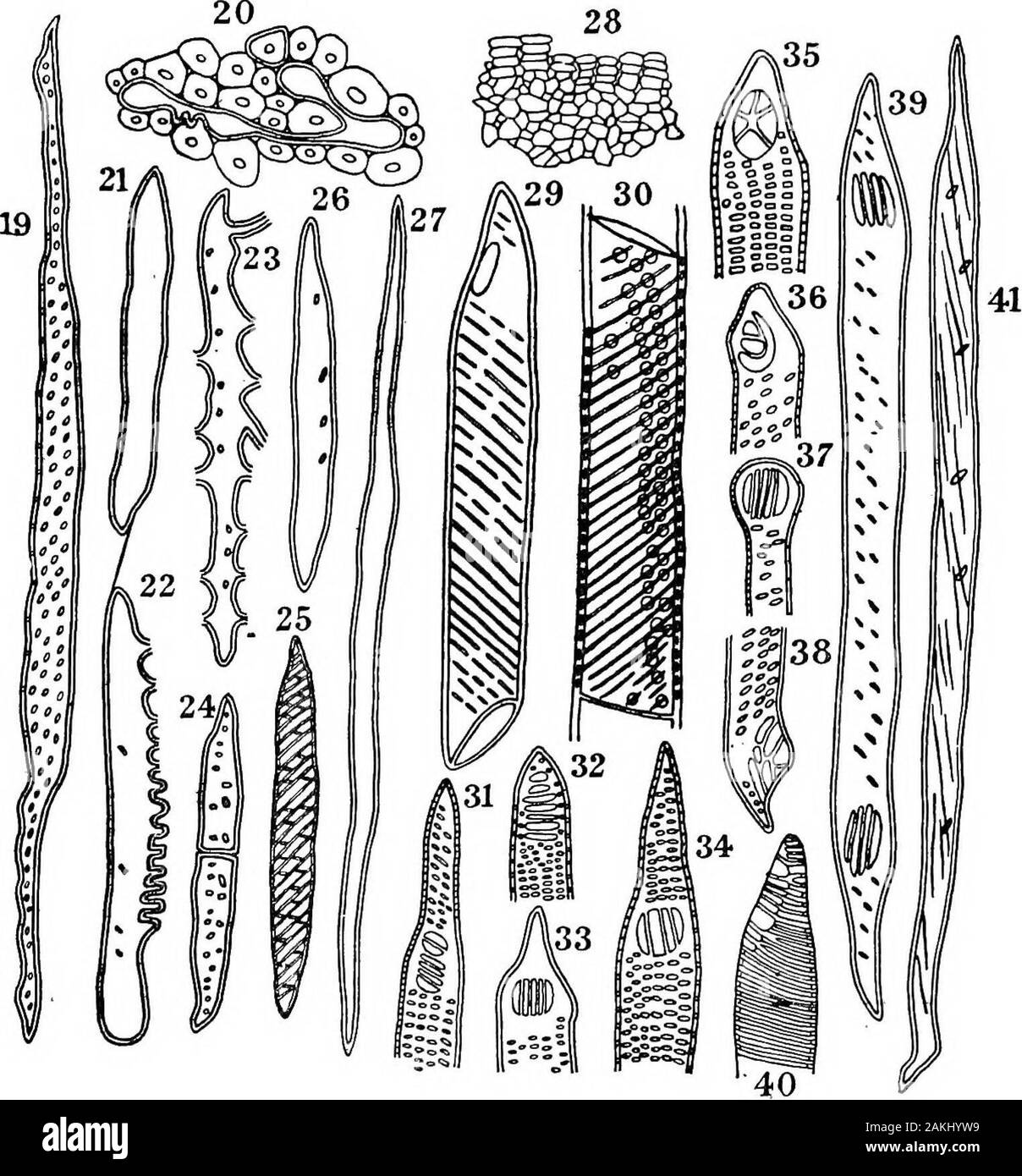 Tangential cross section Cut Out Stock Images & Pictures - Alamy