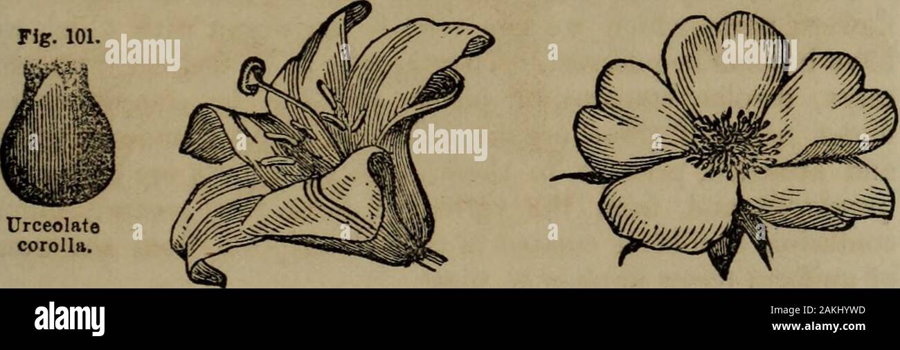 Botany of the Southern states . of the corolla called? When called ...