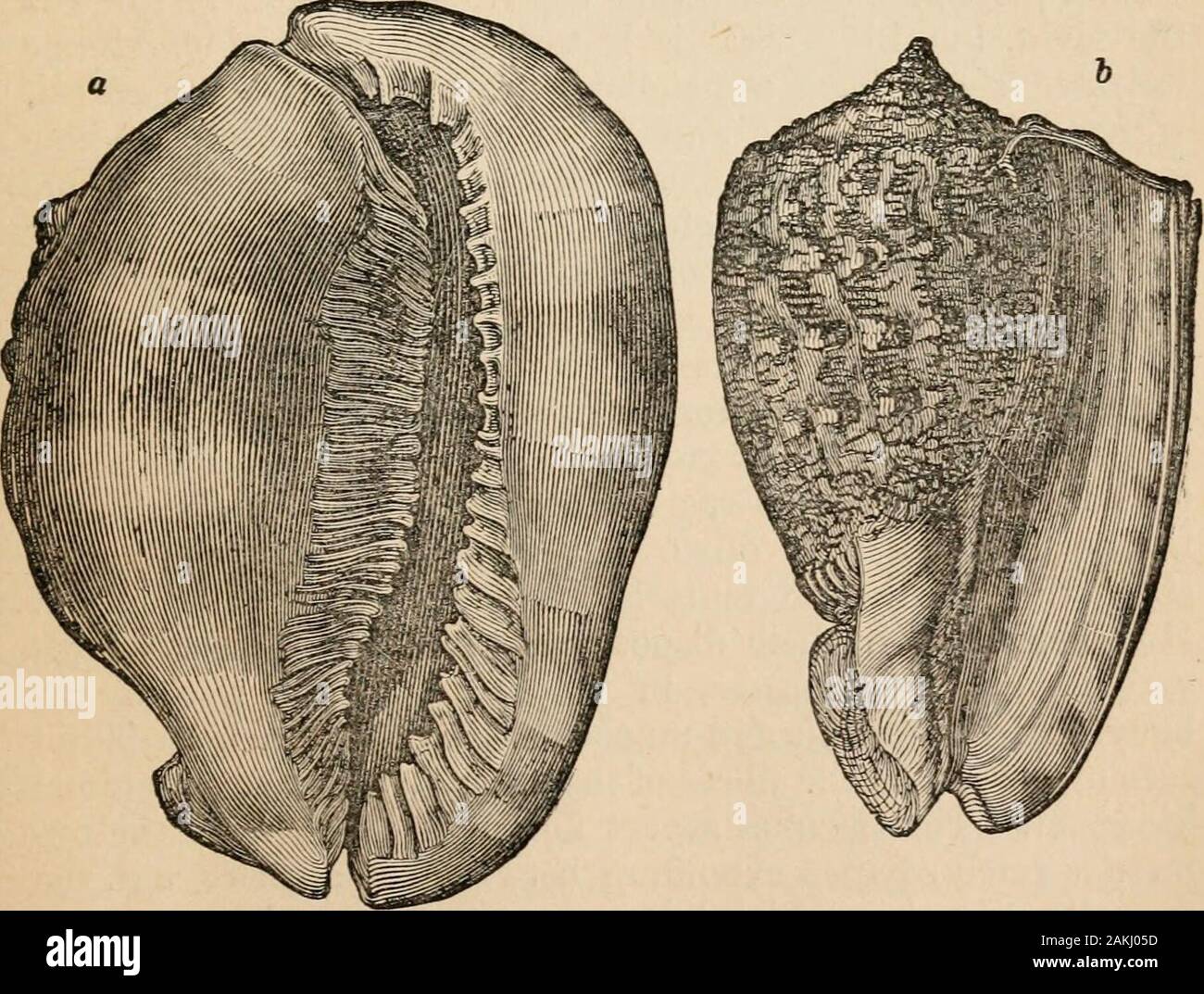 Outlines of comparative physiology touching the structure and ...