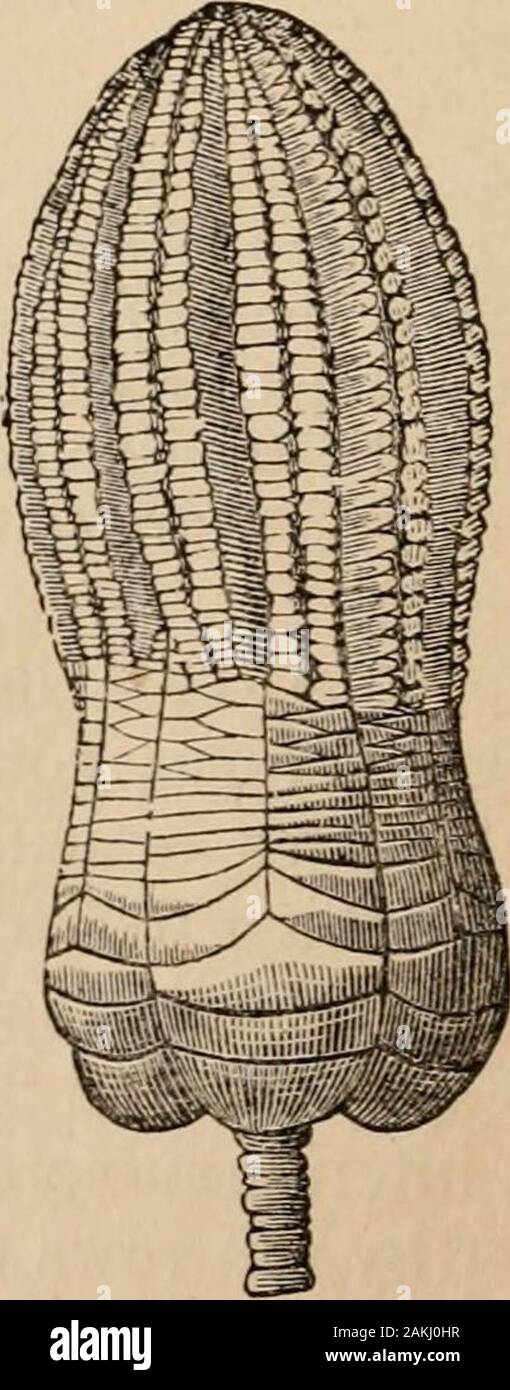 Outlines of comparative physiology touching the structure and ...