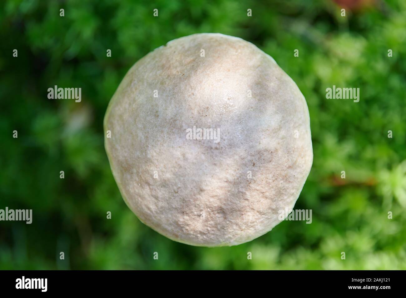 Birch mushroom, top view. Edible fungus growing in moss. White bog ...