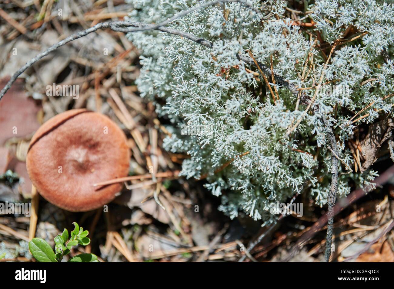 Lichen Cladonia rangiferina. Reindeer grey lichen. Beautiful light ...