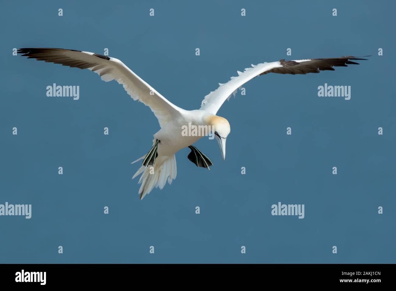 Gannet Adult Flying Stock Photo - Alamy