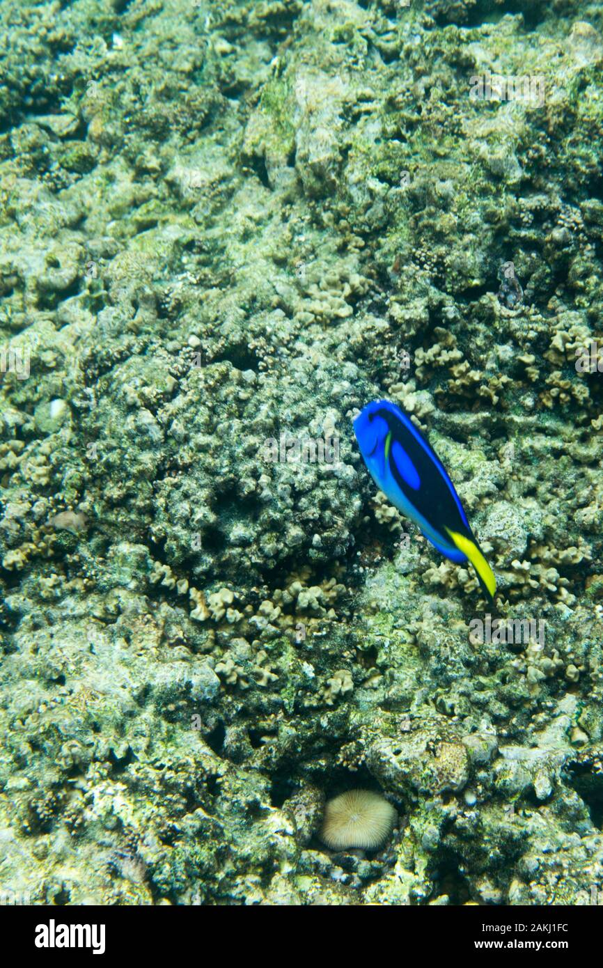 Blue surgeonfish, also known as the blue tang, swimming in Seychelles ...