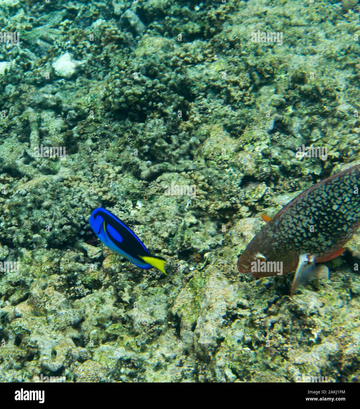 Blue surgeonfish, also known as the blue tang, swimming in Seychelles ...