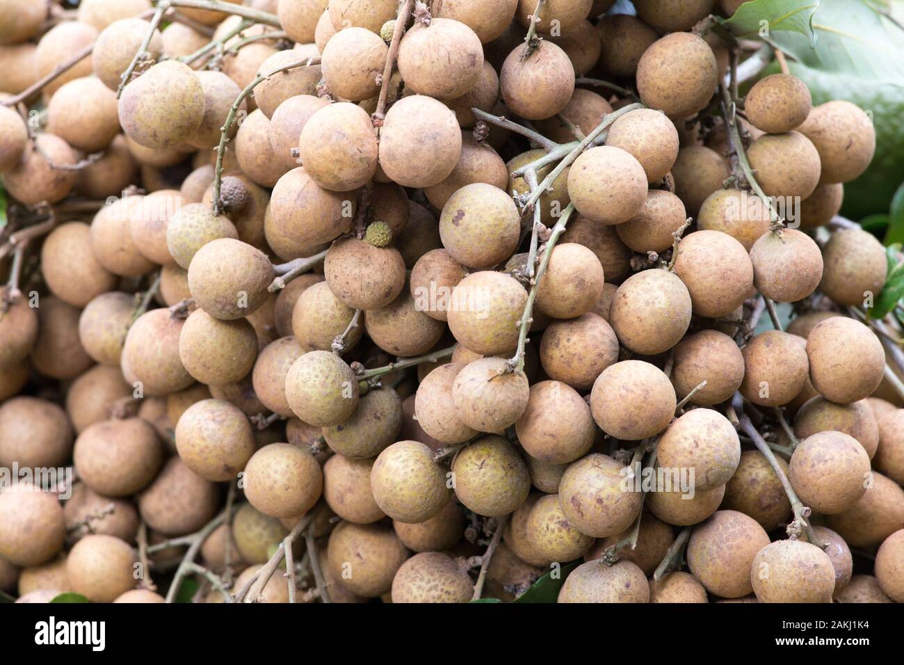 Bunch of litchi, a tropical fruit sold at market in Vietnam Stock Photo ...