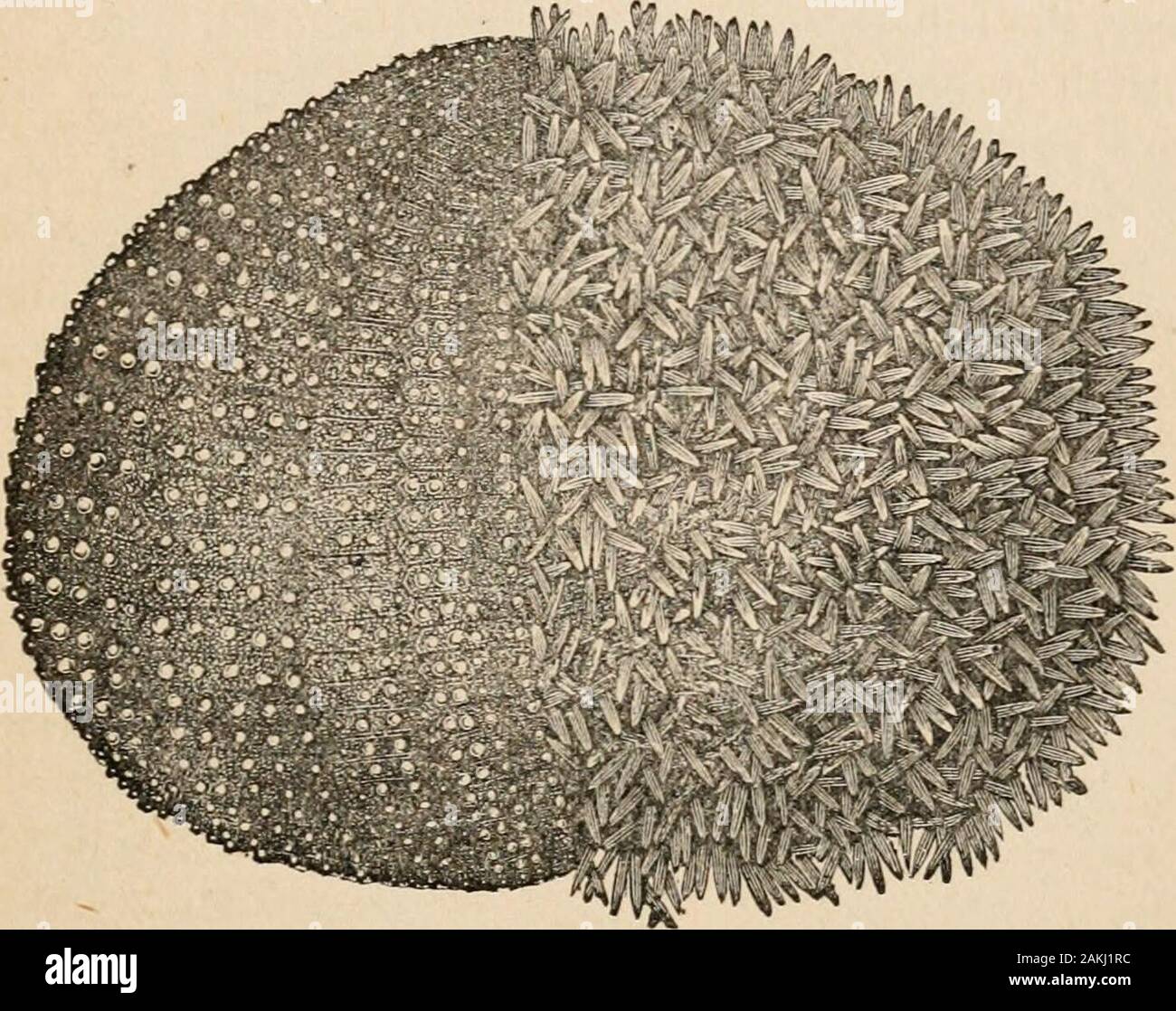 Lithophytes hi-res stock photography and images - Alamy