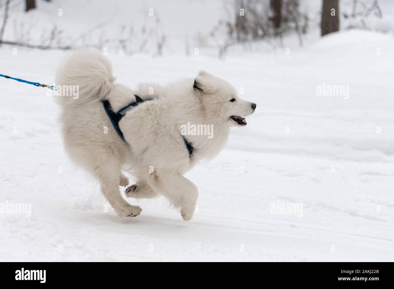 Sled dog racing. Samoyed sled dog in harness run and pull dog driver ...