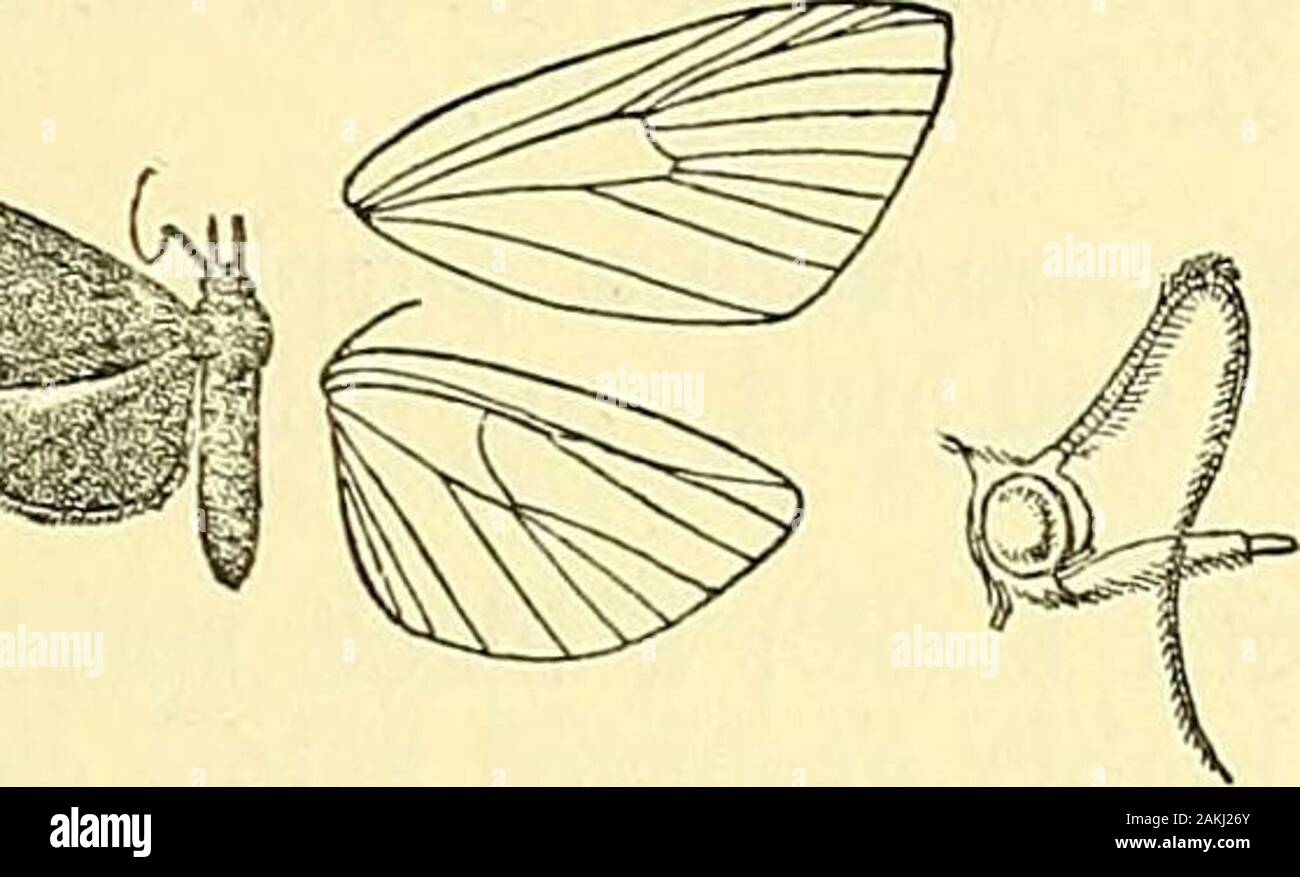 Moths . rrow ; ochreous, with fuscous suffusion oninner area from base ...