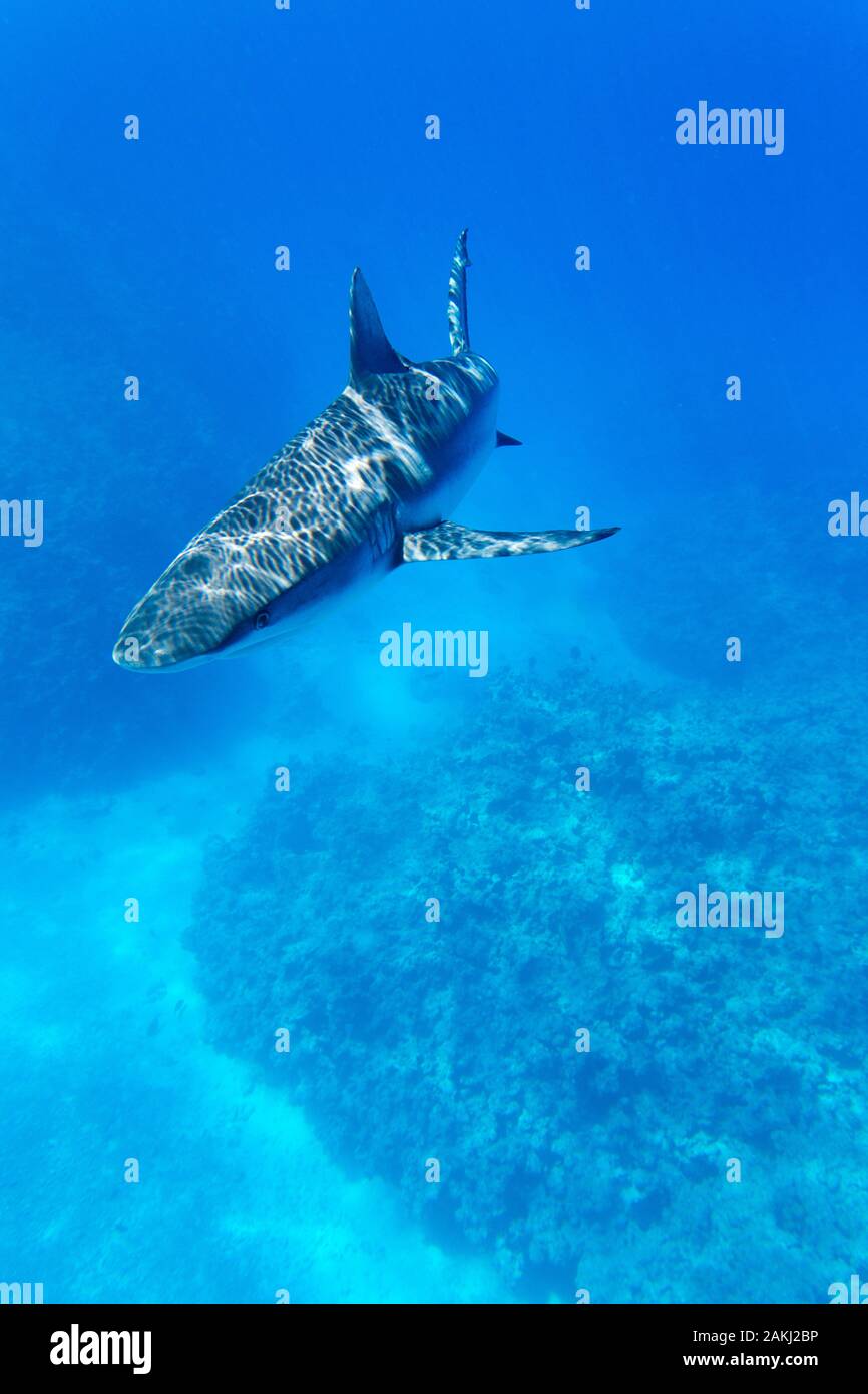 One grey shark moving towards camera, New Caledonia Stock Photo - Alamy