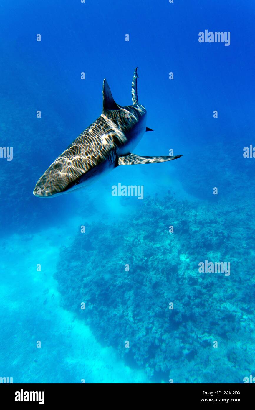 Shark swim towards the camera hi-res stock photography and images - Alamy