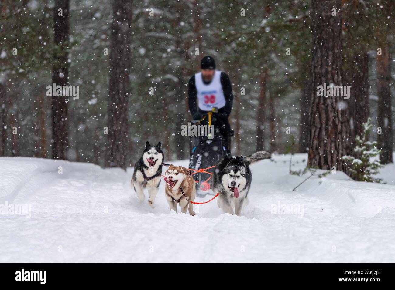 Sled dog racing. Husky sled dogs team pull a sled with dog driver ...