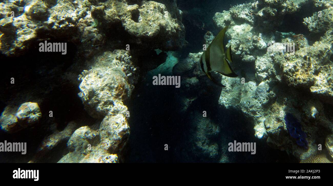 Platax orbicularis in aquarium hi-res stock photography and images - Alamy