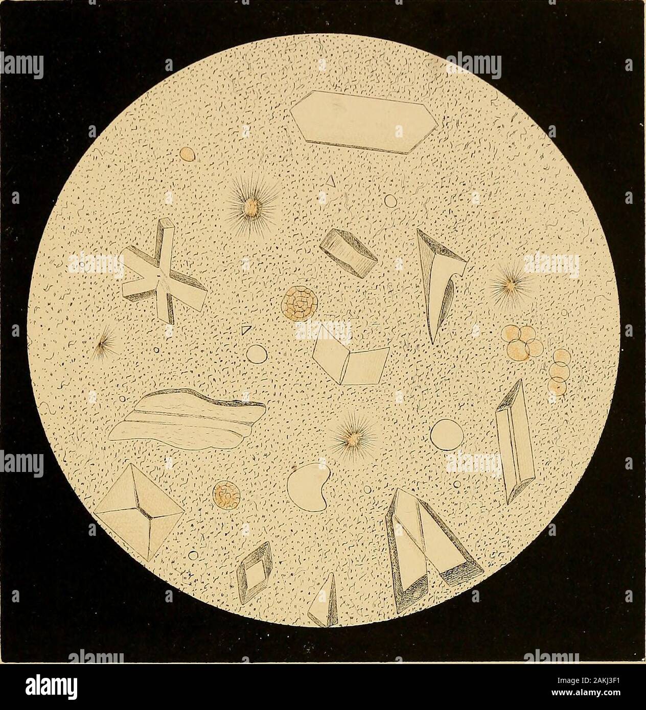 Coition hi-res stock photography and images - Alamy