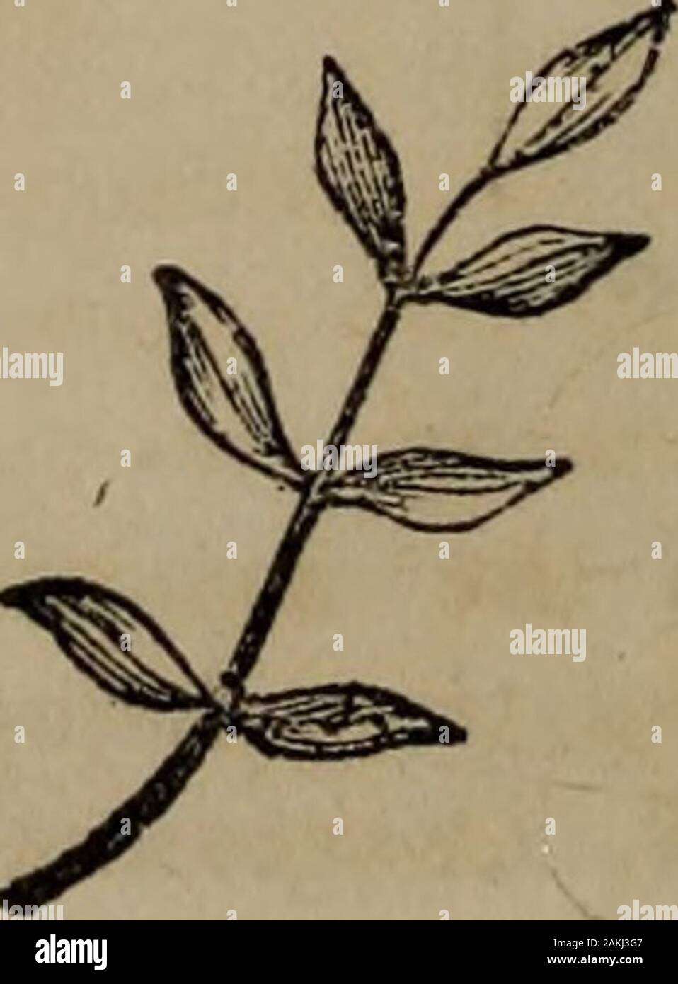 Botany of the Southern states . Tripinnate leaf. Unequally pinnate leaf ...