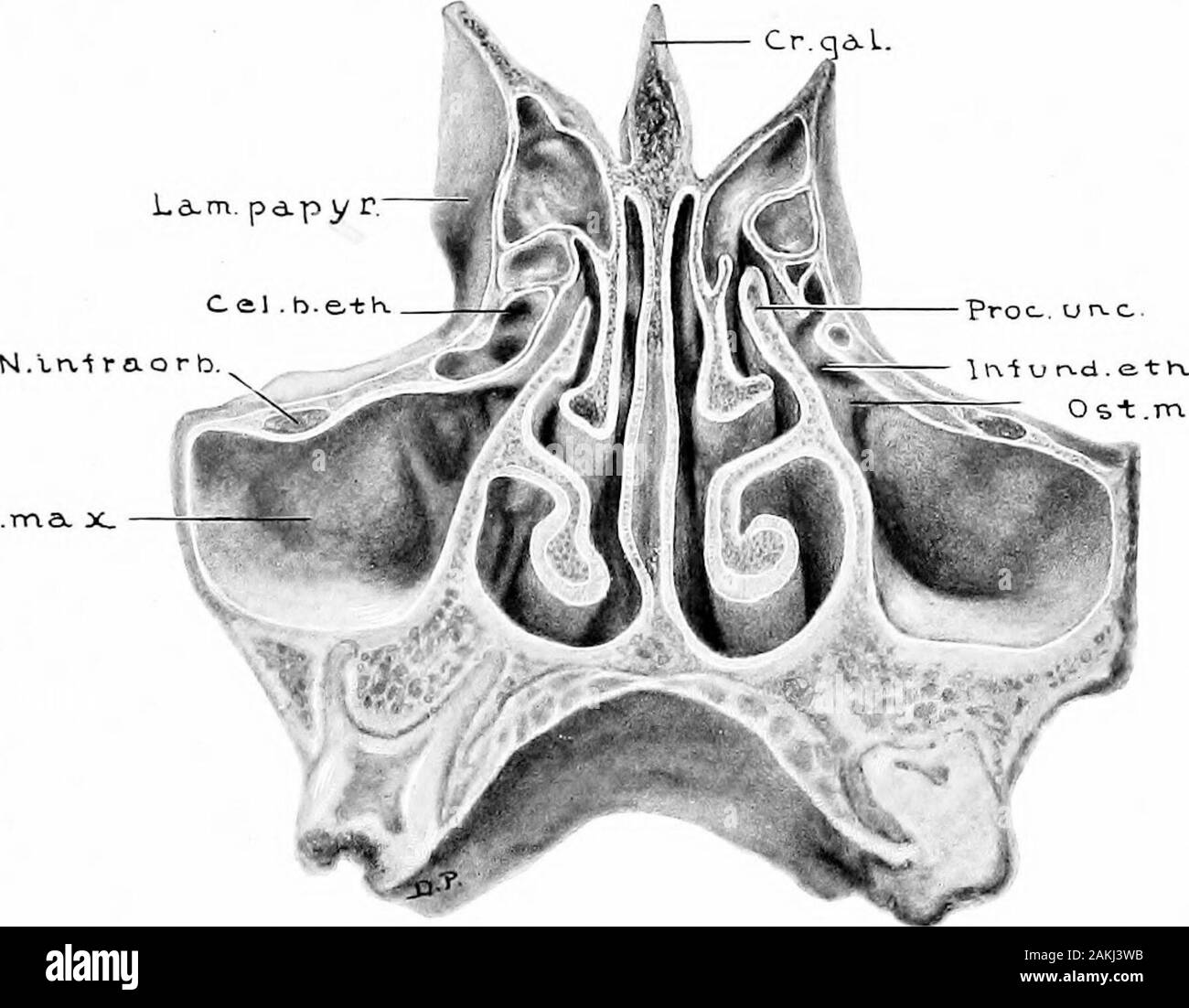 Concha nasal media hi-res stock photography and images - Alamy