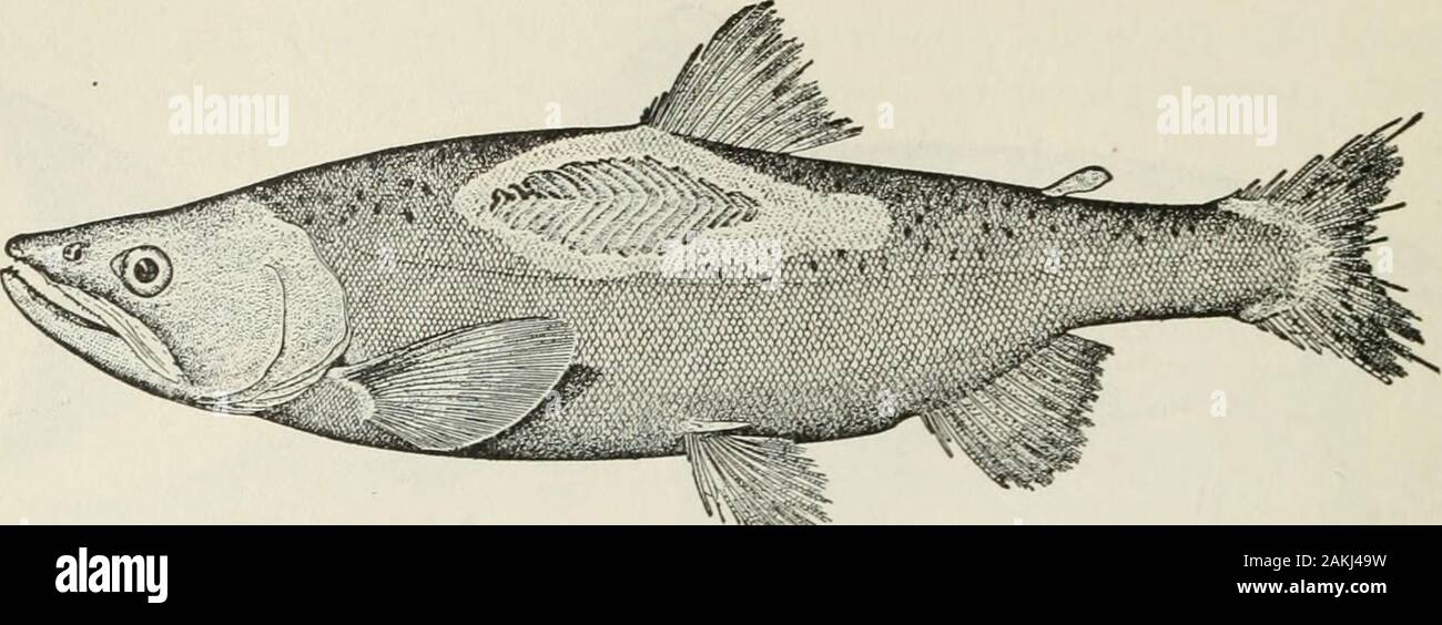 Fish Found In Canned