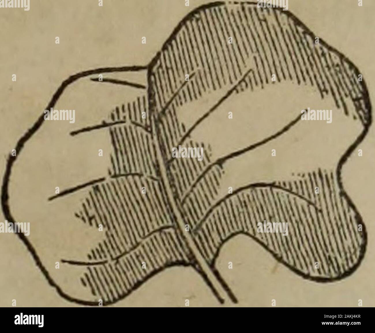 Botany of the Southern states . Mucronate, n Truncate.. Retuse apex. In ...