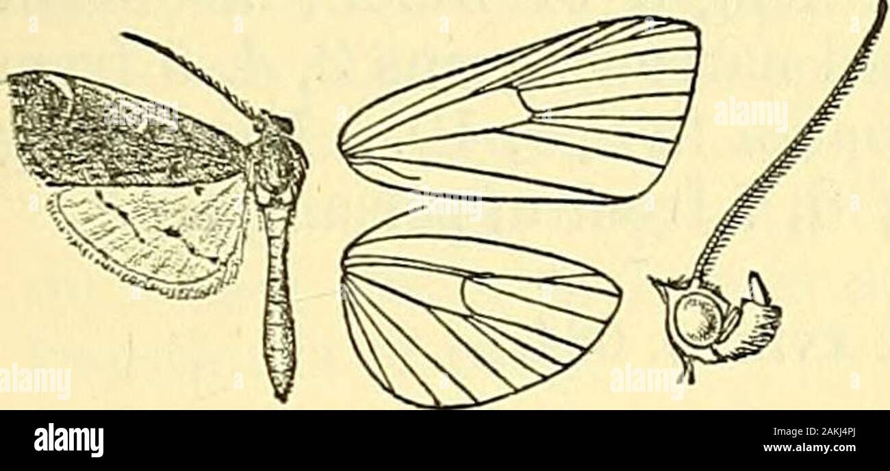Moths Of Borneo High Resolution Stock Photography and Images - Alamy